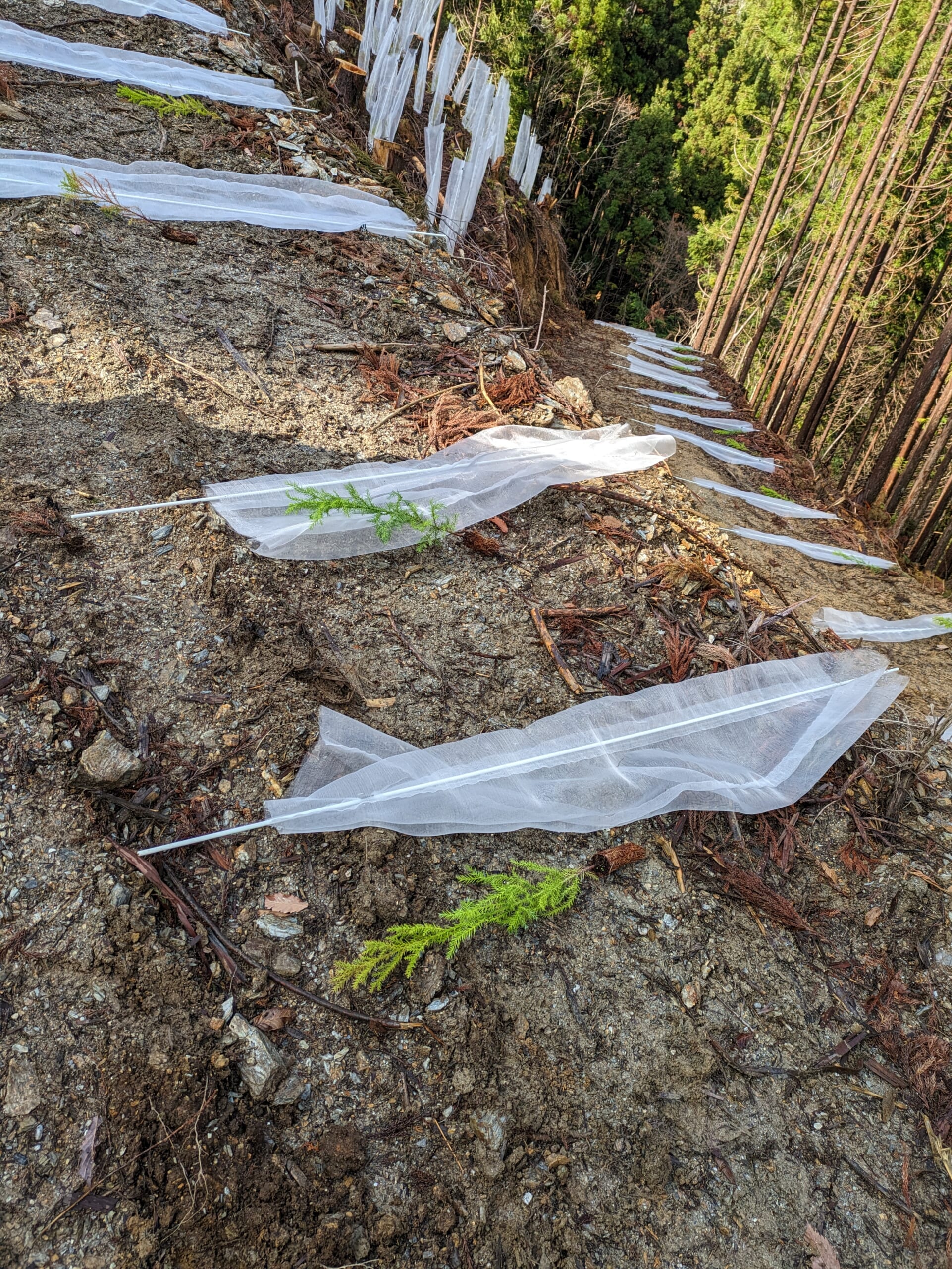 徳島県三好市の社有林にて、植樹祭を開催しました。 – 株式会社SOLABLEフォレスト